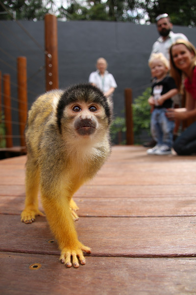 squirrel monkey pet australia