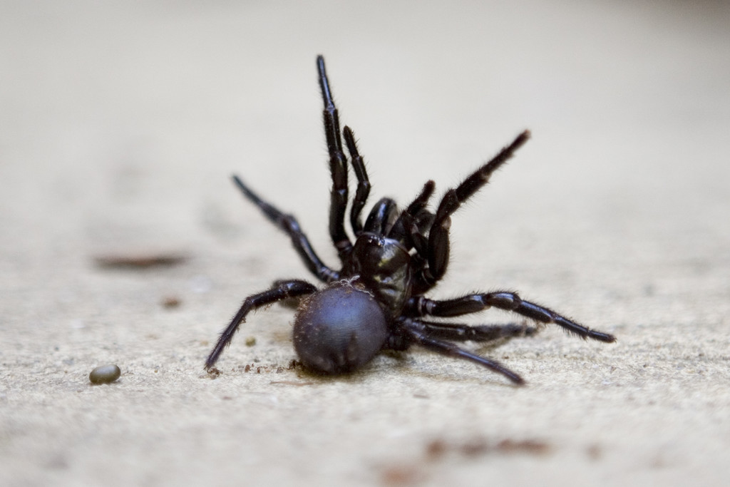 black widow funnel web