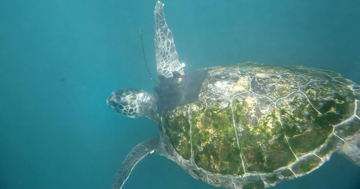 Satellites reveal the hidden journeys of Taronga’s rescued turtles ...