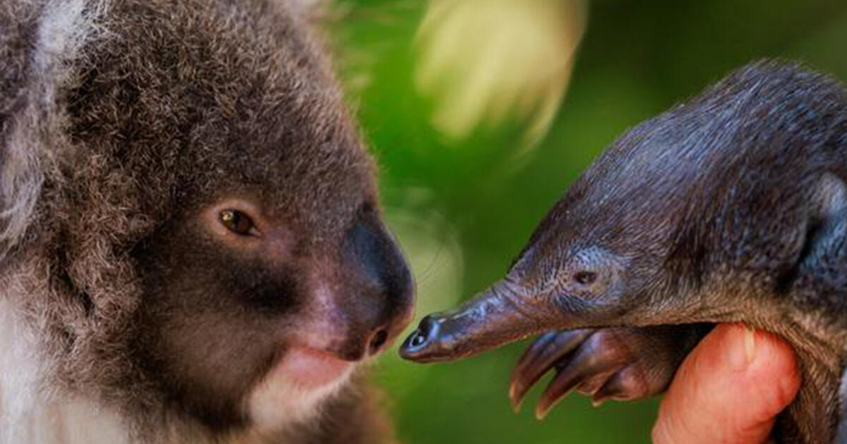 Taronga's Wildlife Hospital Nurtures Australian Icons: Puggle and Koala ...