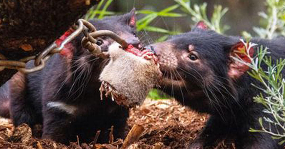 Devils on display | Taronga Conservation Society Australia