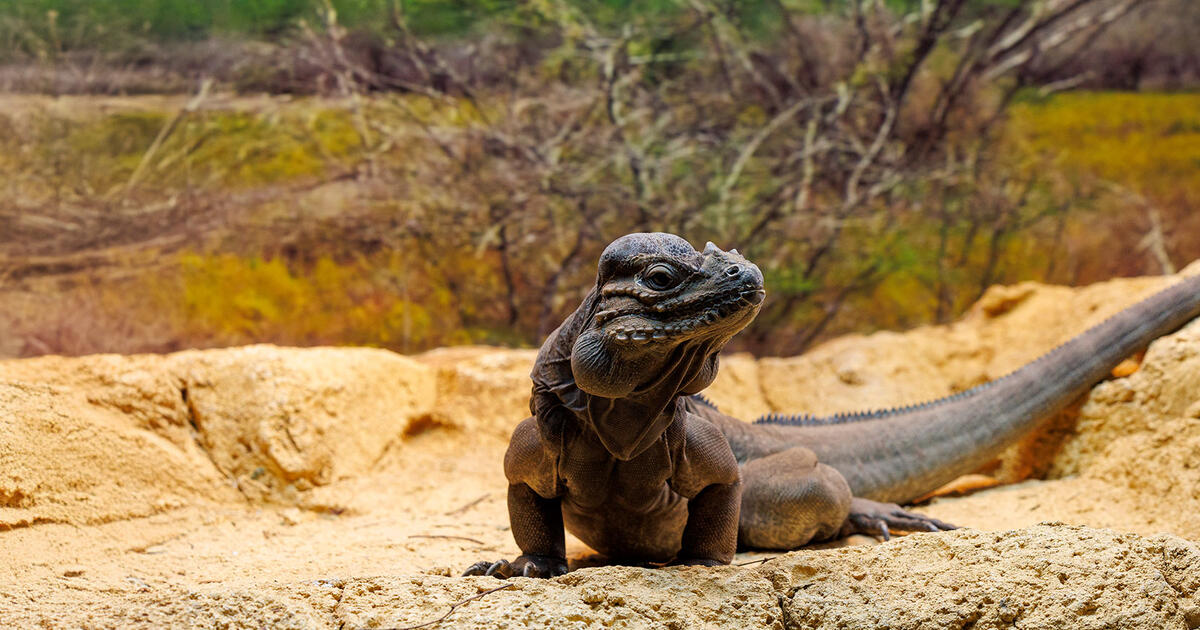 Rhinoceros Iguana | Taronga Conservation Society Australia